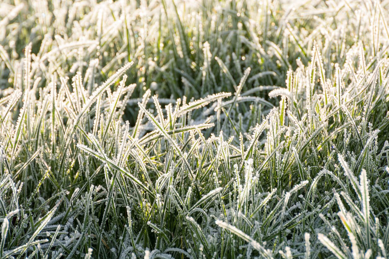 What Happens to Your Lawn and Grass in the Winter?